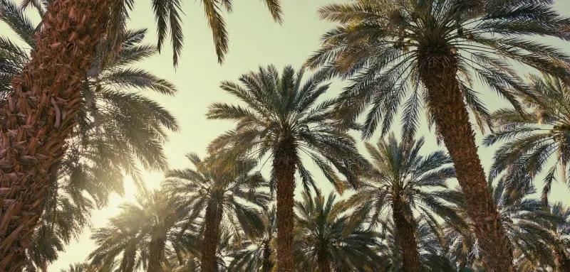 Ministère de l'Agriculture : la production de dattes à Adrar a atteint ...